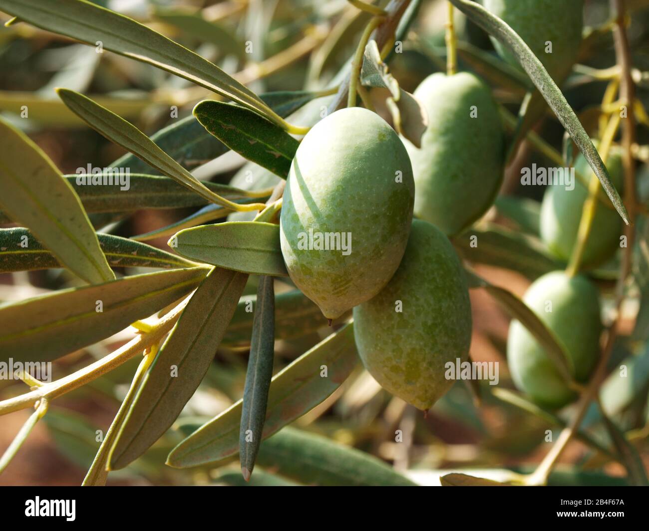 olives on the branches of the olive tree Stock Photo - Alamy