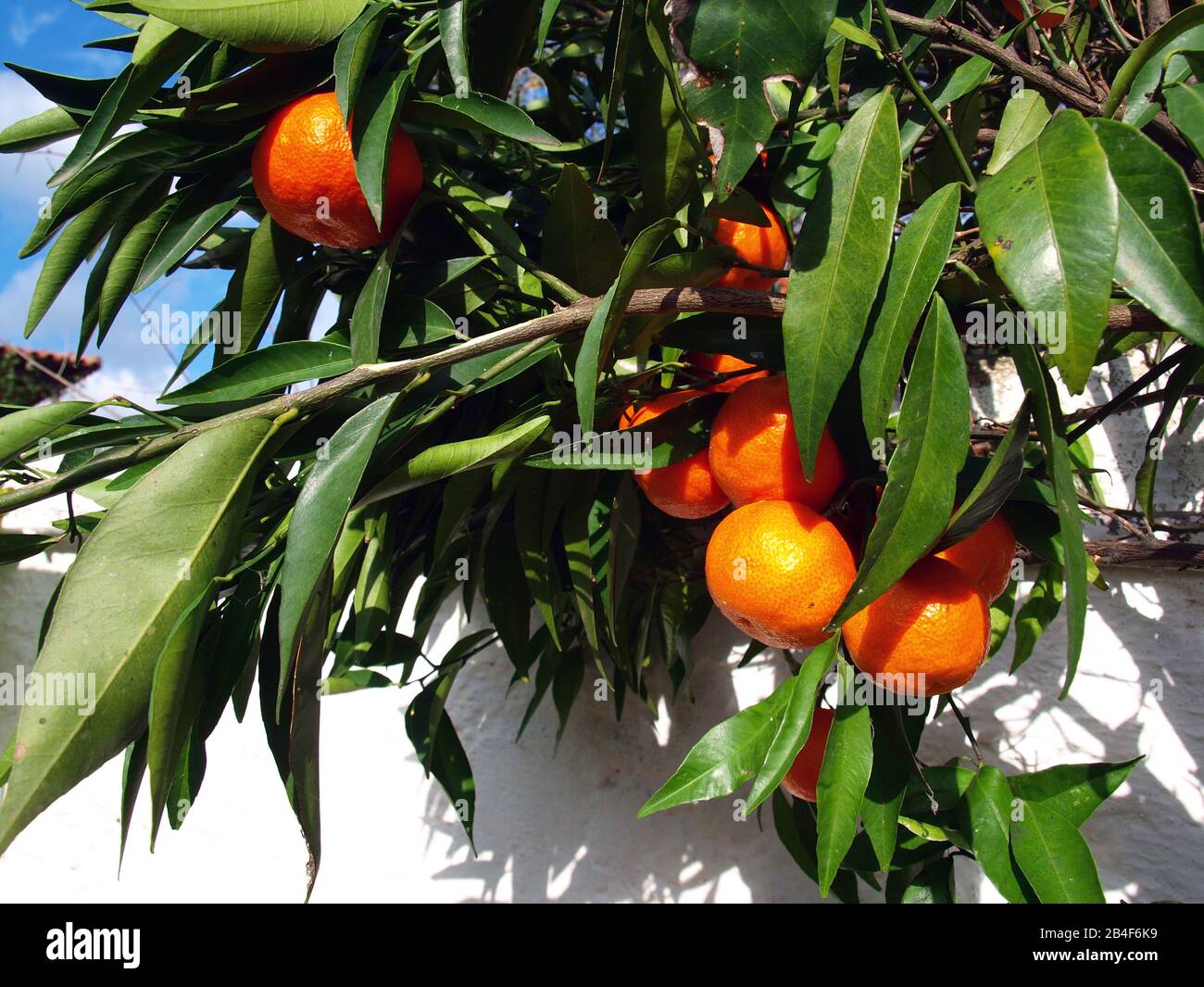 tangerines on a tree Stock Photo - Alamy