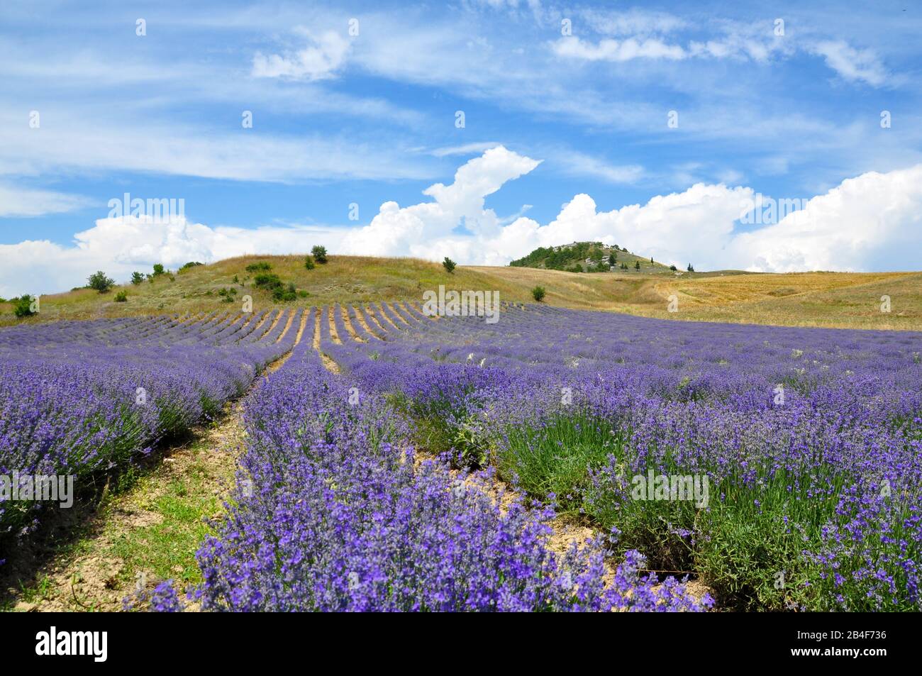Full bloom lavender field hi-res stock photography and images - Alamy