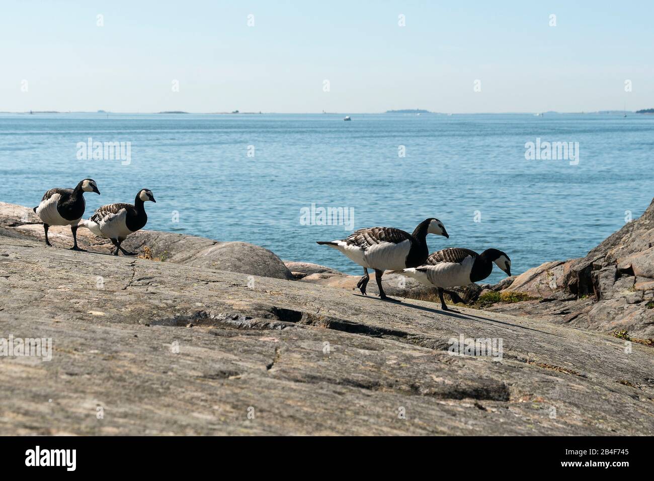 Helsinki, island Suomenlinna, granite rocks, Canadian geese Stock Photo ...