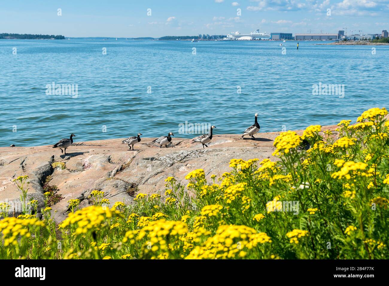 Helsinki, island Suomenlinna, archipelago, tansy and Canada geese Stock ...