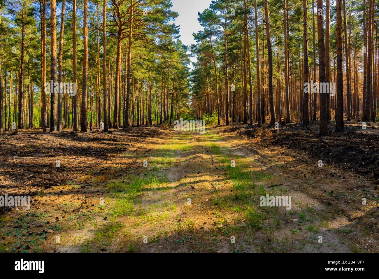 Firebreak forest hi-res stock photography and images - Alamy