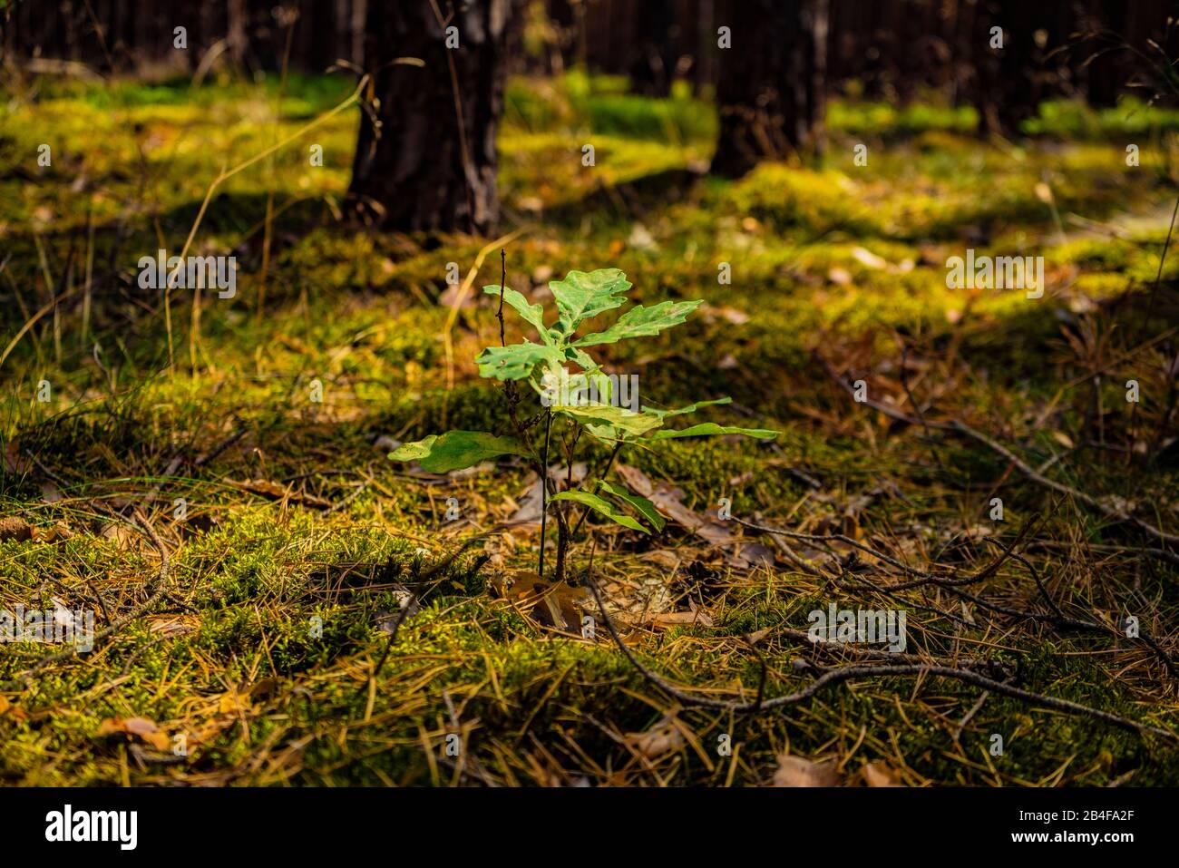 Forest oak tree hi-res stock photography and images - Alamy