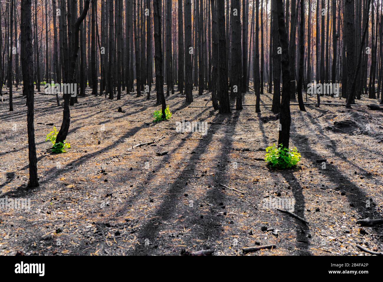 New growth after forest fire hi-res stock photography and images - Alamy