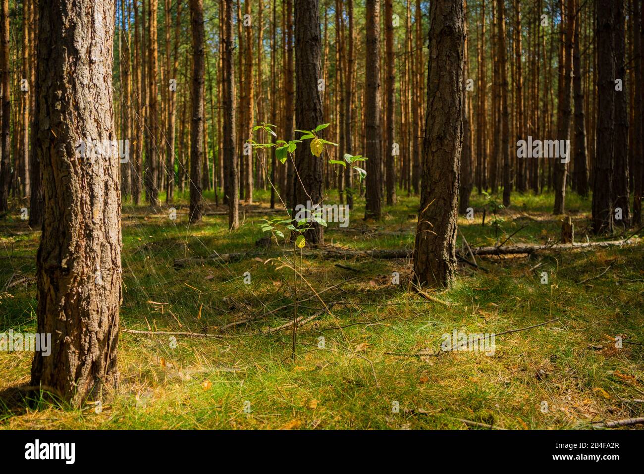 a young tree in the forest Stock Photo - Alamy