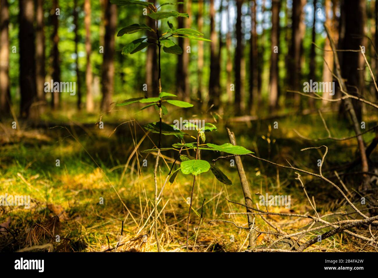 a young tree in the forest Stock Photo - Alamy