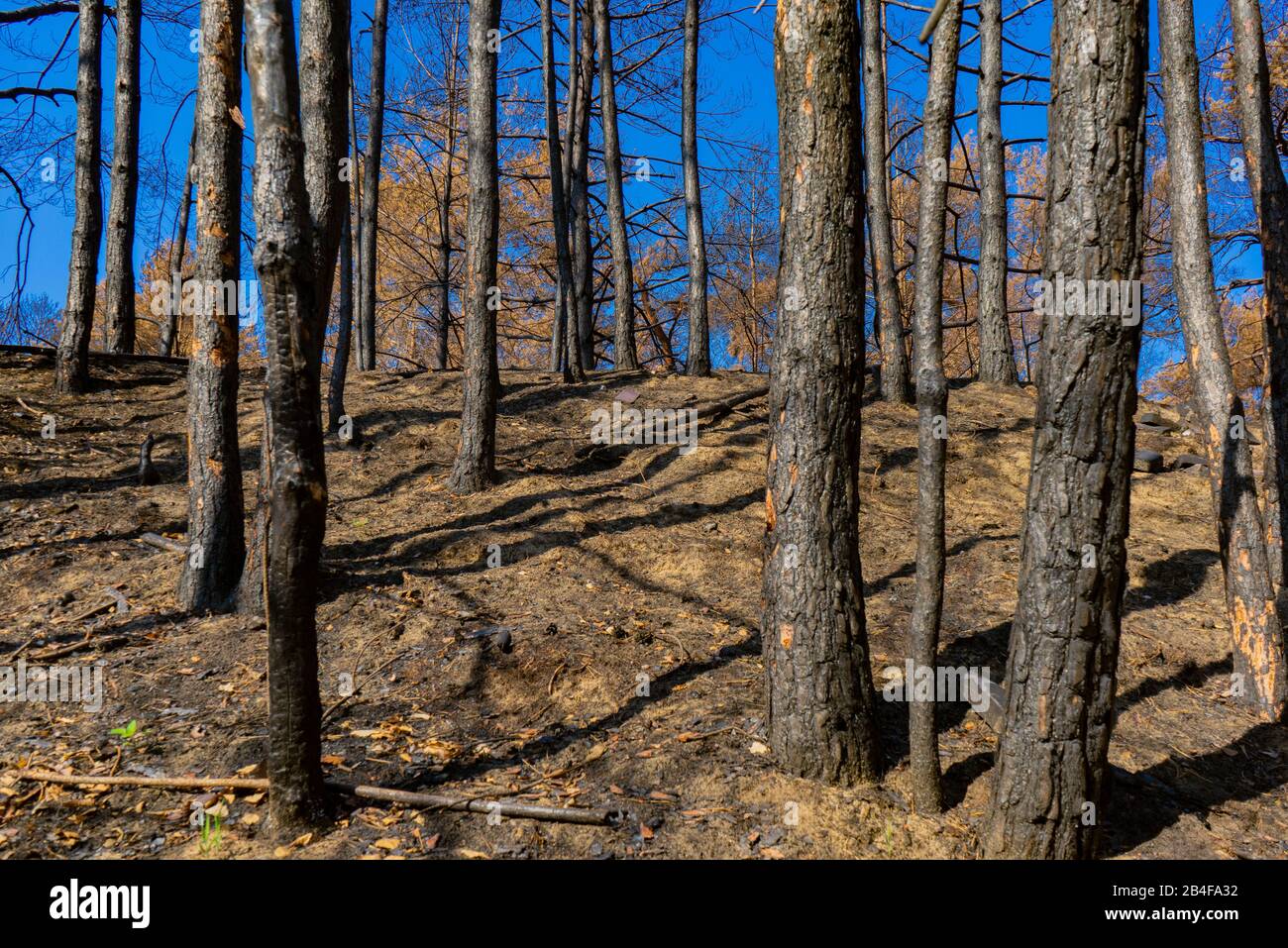 Germany forest fire hi-res stock photography and images - Alamy