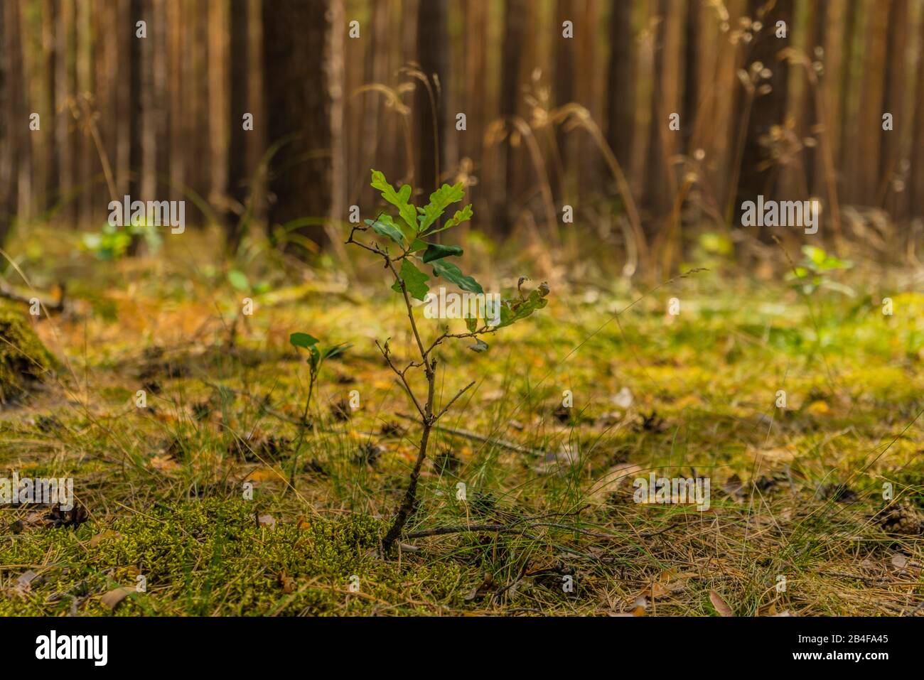 Forest oak tree hi-res stock photography and images - Alamy