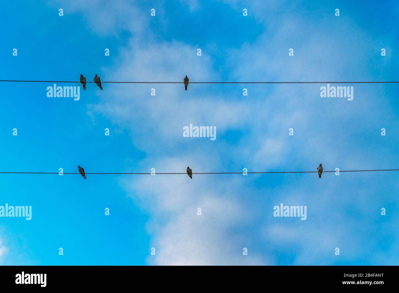Group of birds standing at telephone cables, samborondon, guayas ...