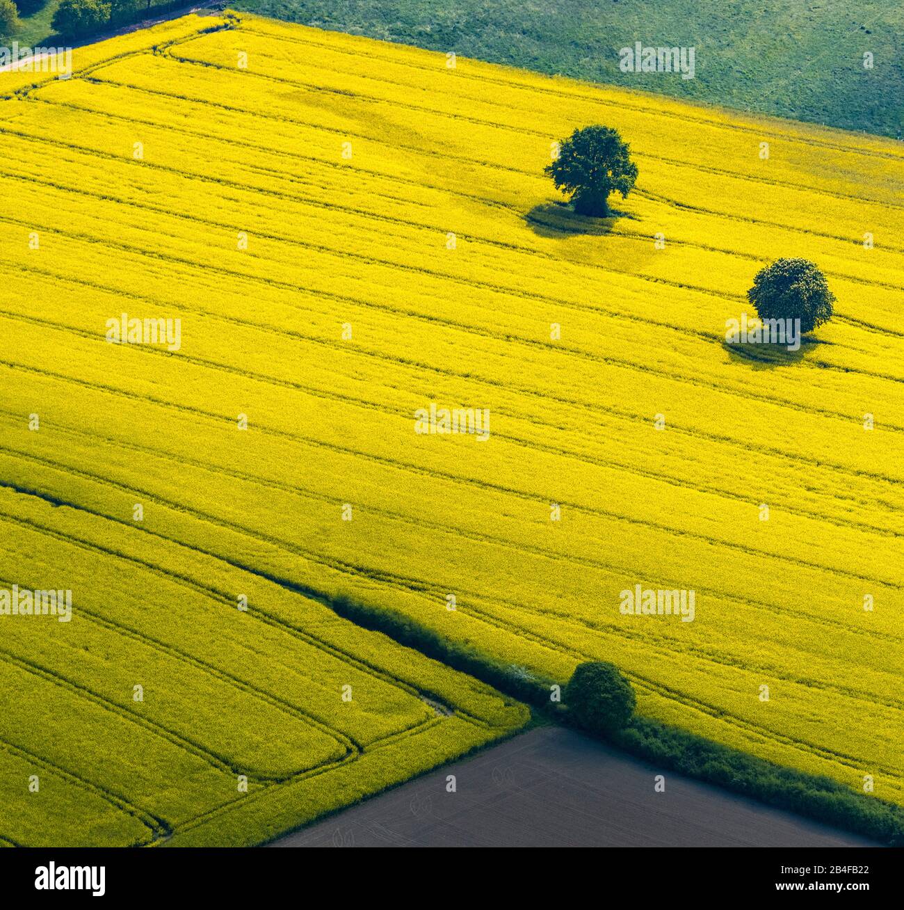 Aerial view of a rapeseed field with three ball trees at Gut Posthof in ...