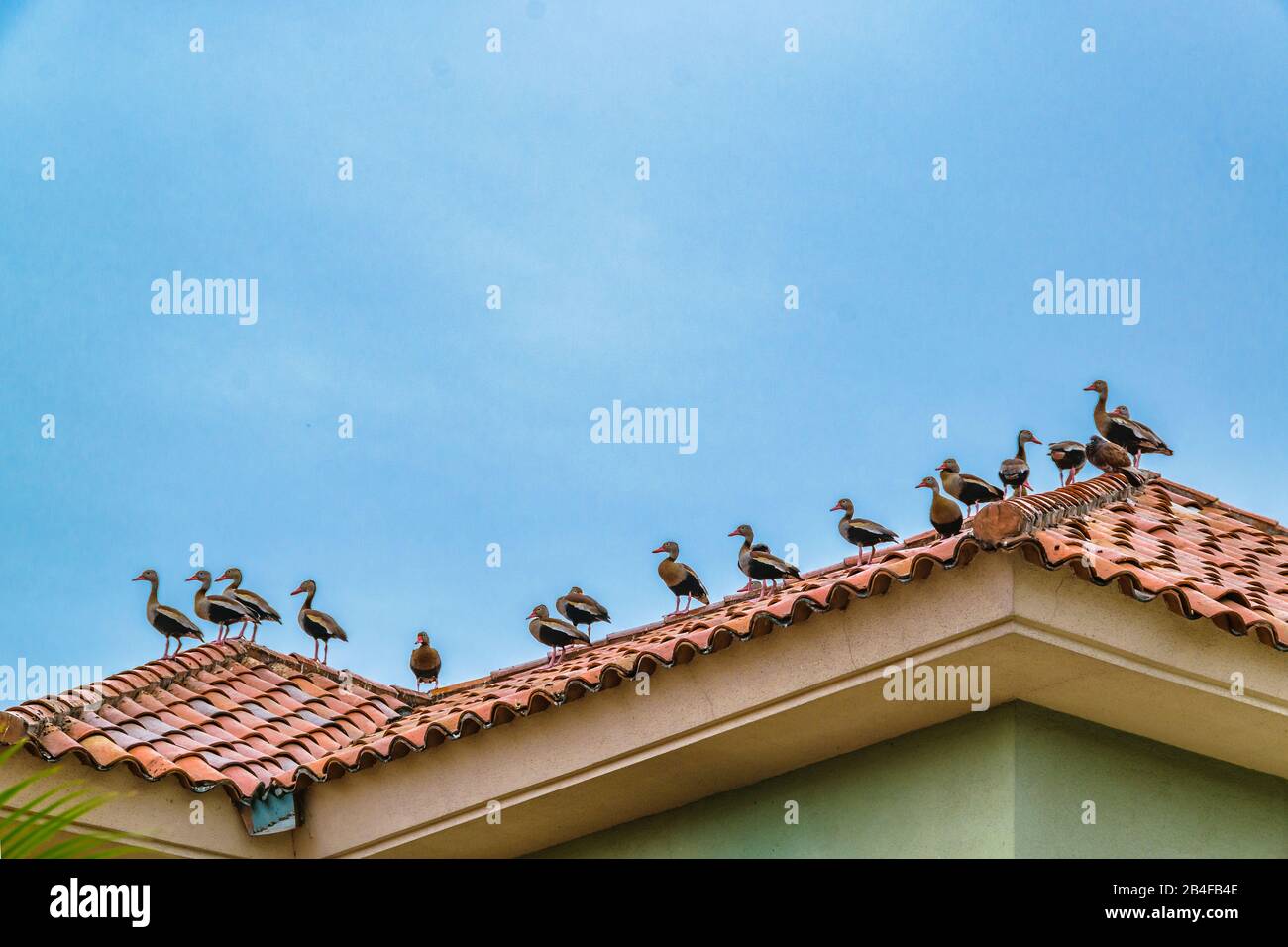 Low angle shot group of ducks standing at top of mansion house in ...