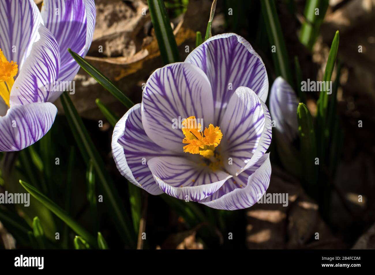 First crocus flower of spring. It is a genus of flowering plants in the ...