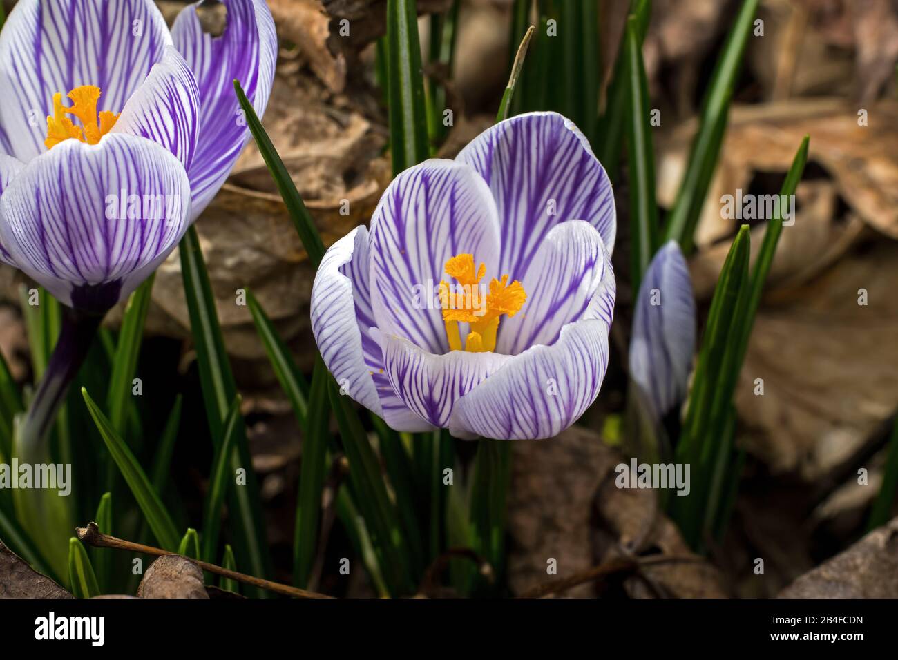 First crocus flower of spring. It is a genus of flowering plants in the ...