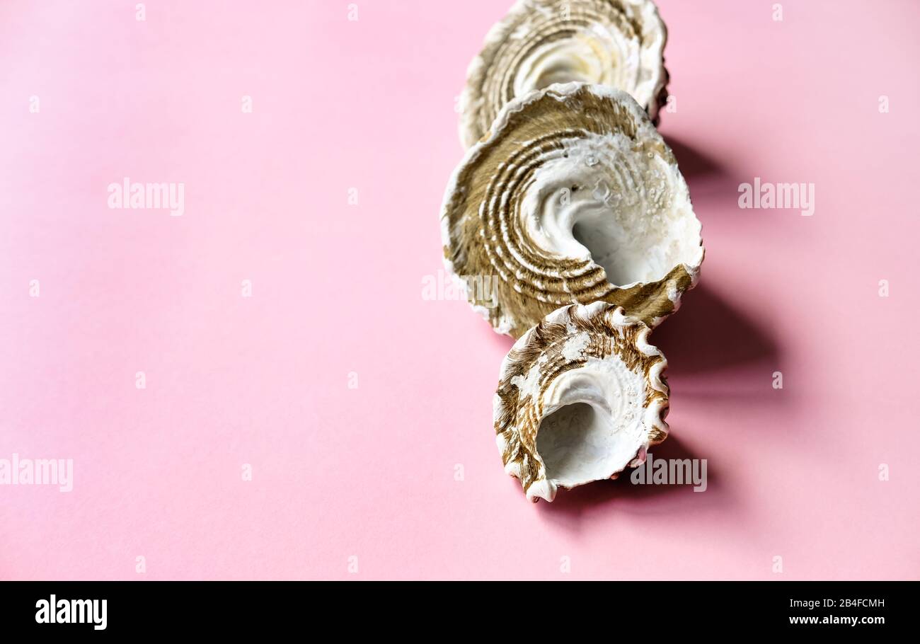 Ocean seashells background Stock Photo - Alamy