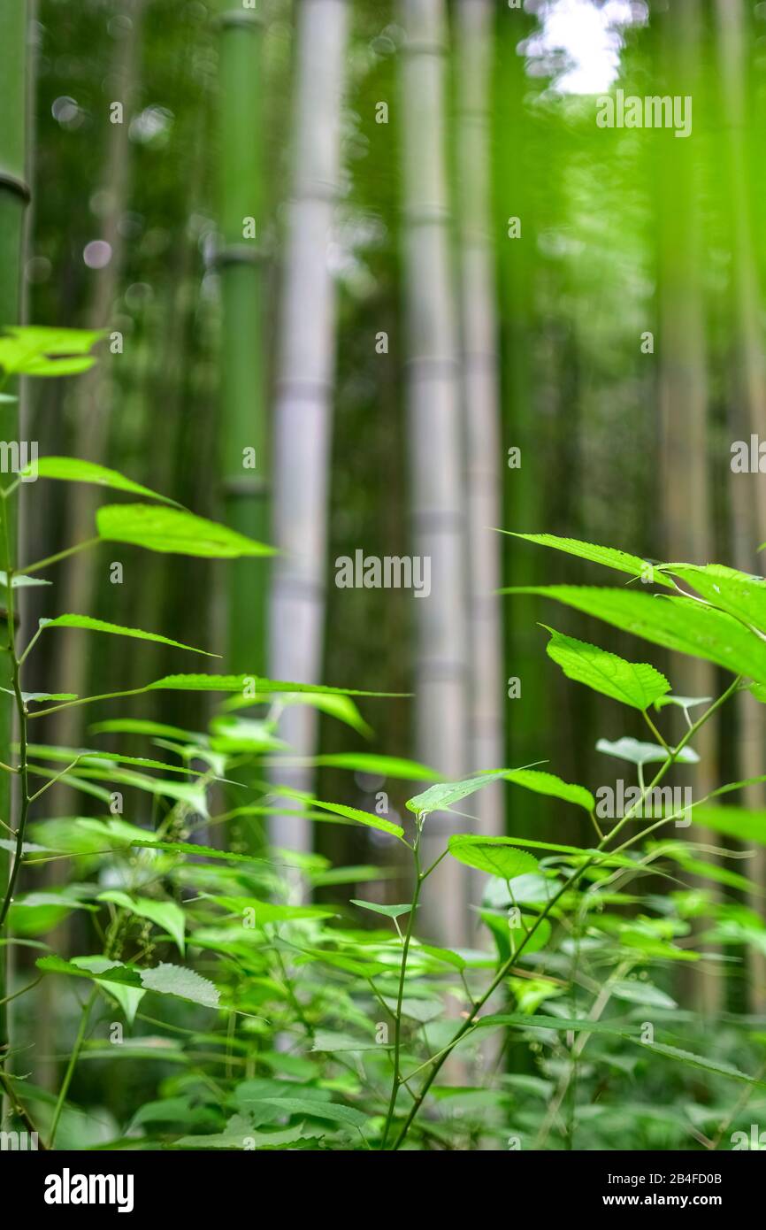 Arishiyama Bamboo Forest, Arishiyama, Kyoto, Honshu, Japan Stock Photo ...
