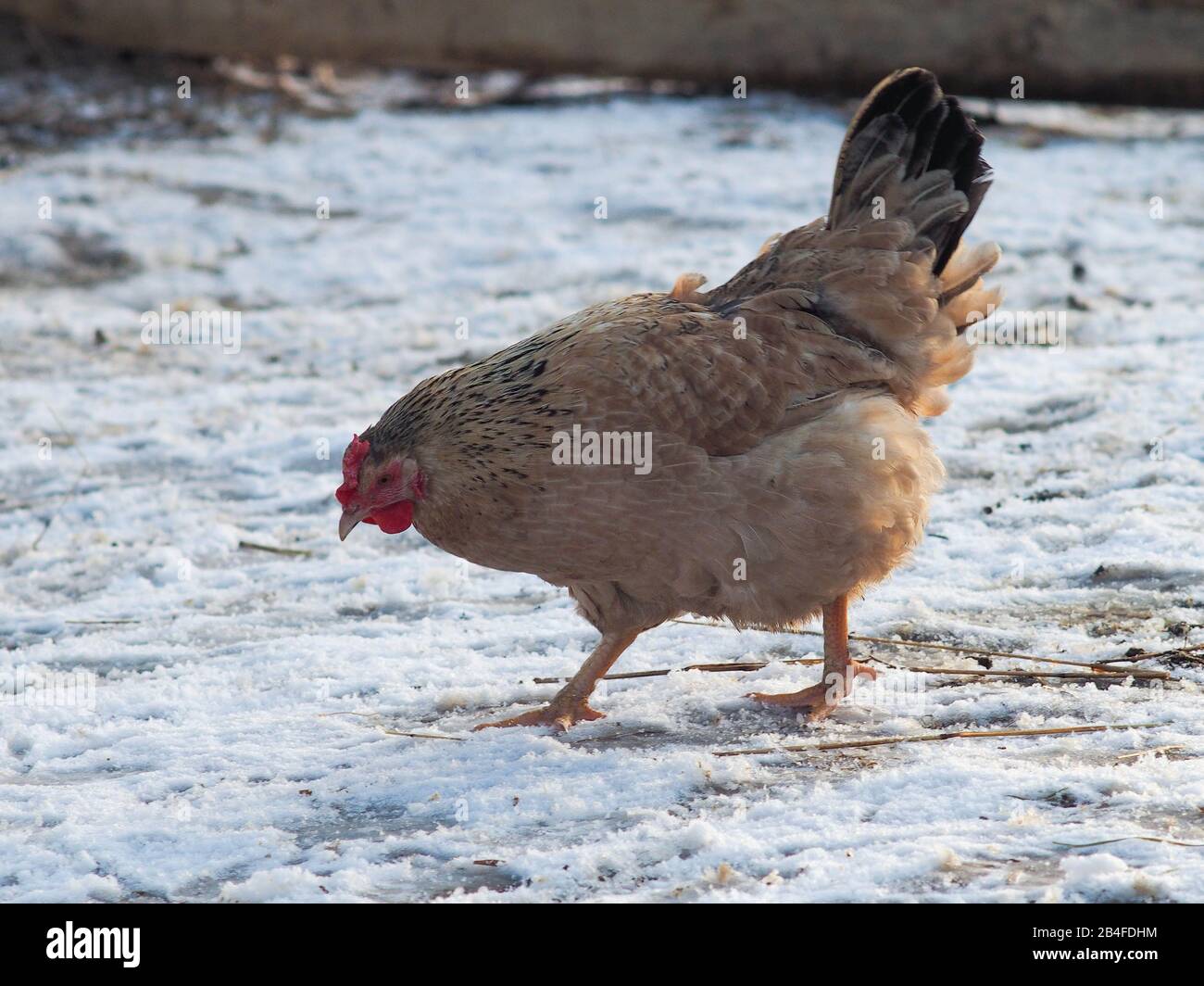 Chicken walks in the snow on a free range Stock Photo - Alamy