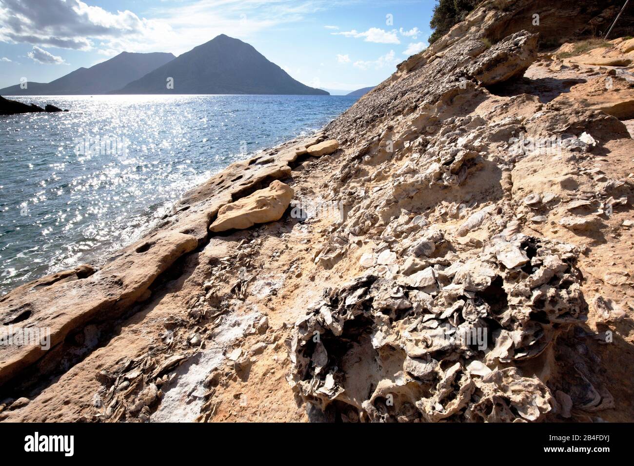 Oyster fossils hi-res stock photography and images - Alamy