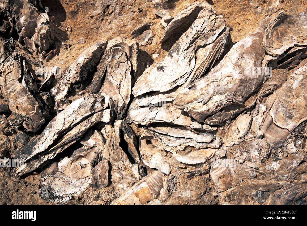 Oyster fossils hi-res stock photography and images - Alamy