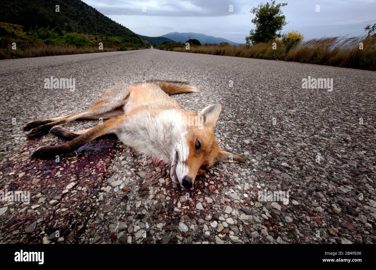 Run over fox hi-res stock photography and images - Alamy