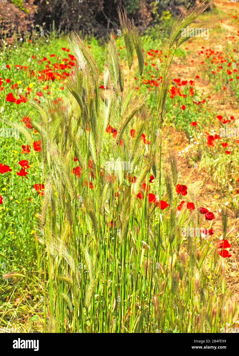 Red poppy between wild cereal, Greece Stock Photo - Alamy