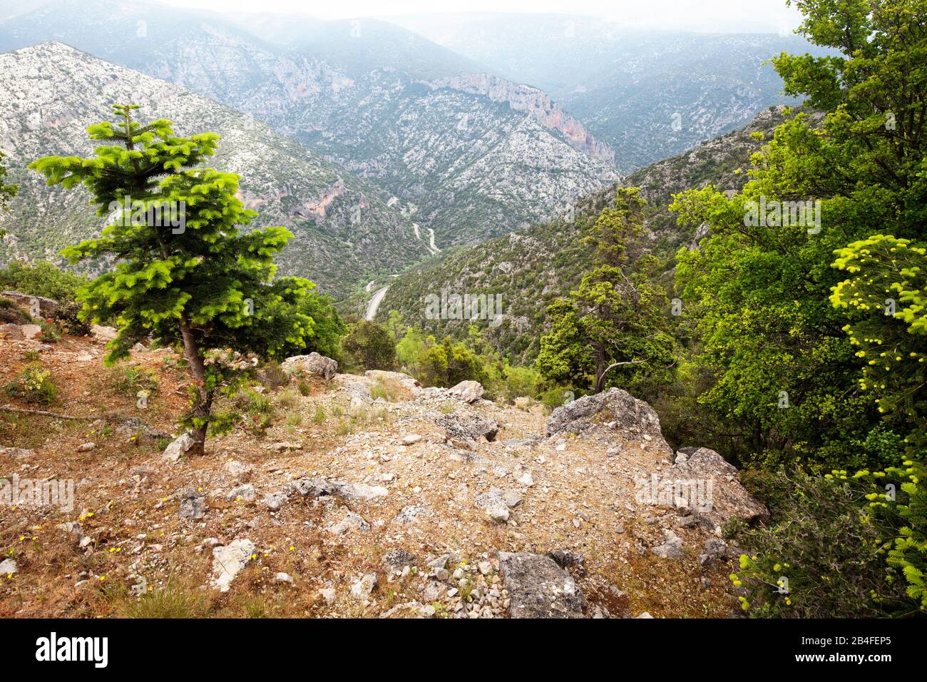 Deep view into the valley of the Daphnón River, in the Parnon Mountains ...