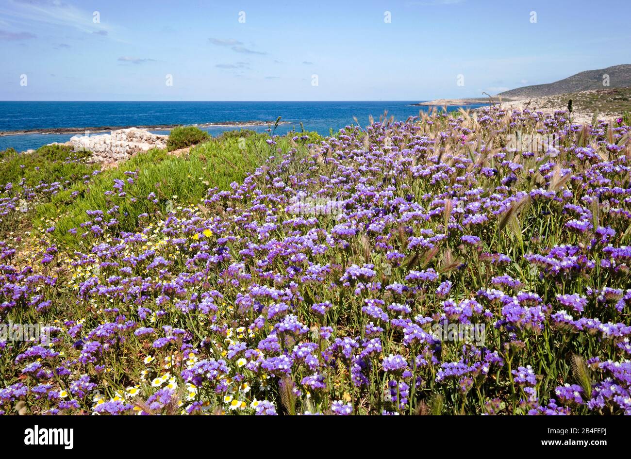 Blooming beach lilac on lonely coast hi-res stock photography and ...