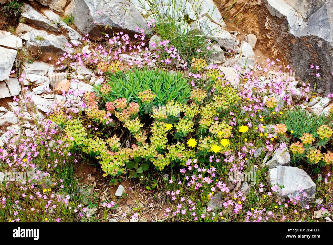 Mediterranean flora in the spring in the mountains of the Peloponnese ...