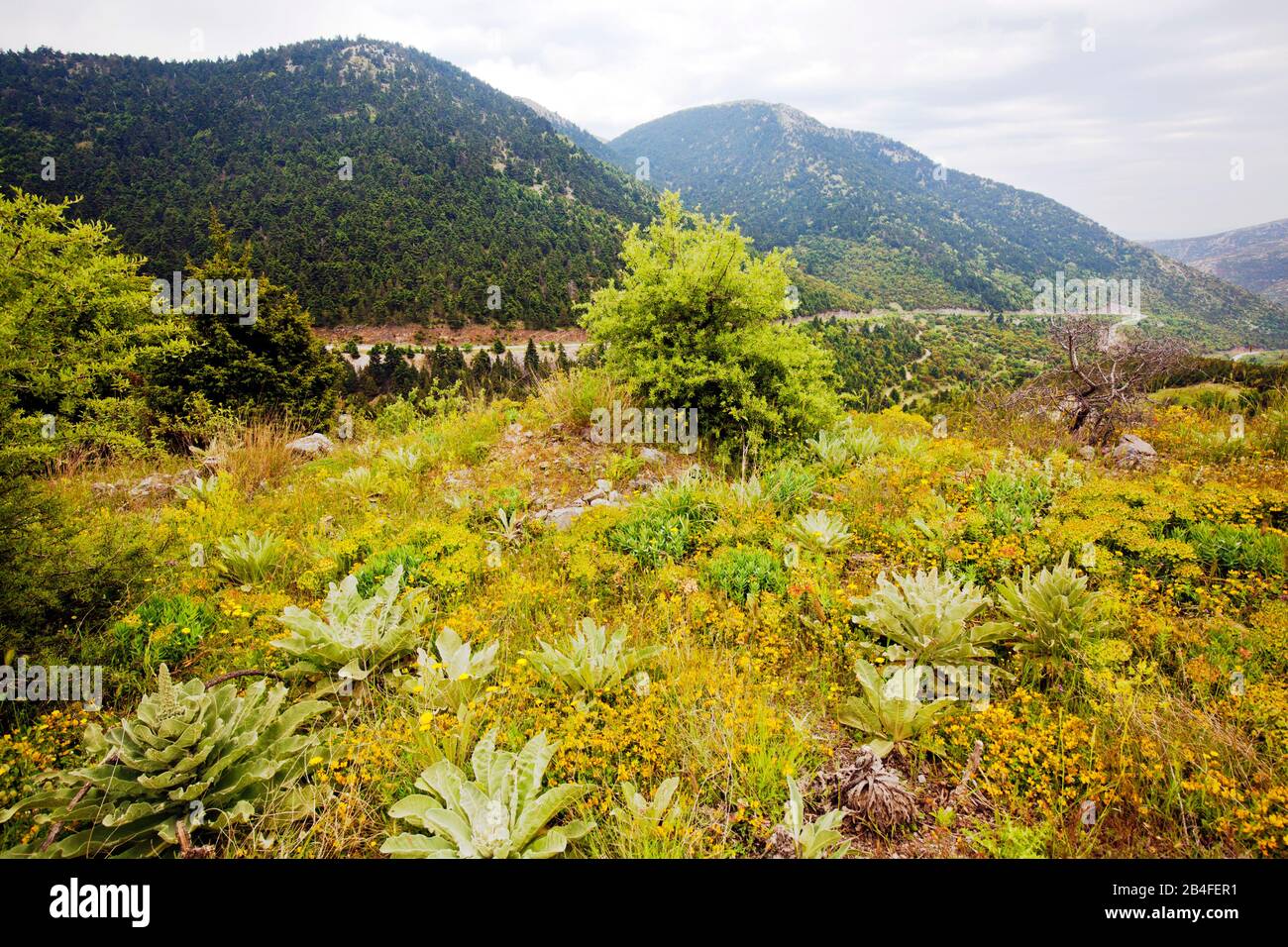 Mediterranean flora coastal vegetation hi-res stock photography and ...