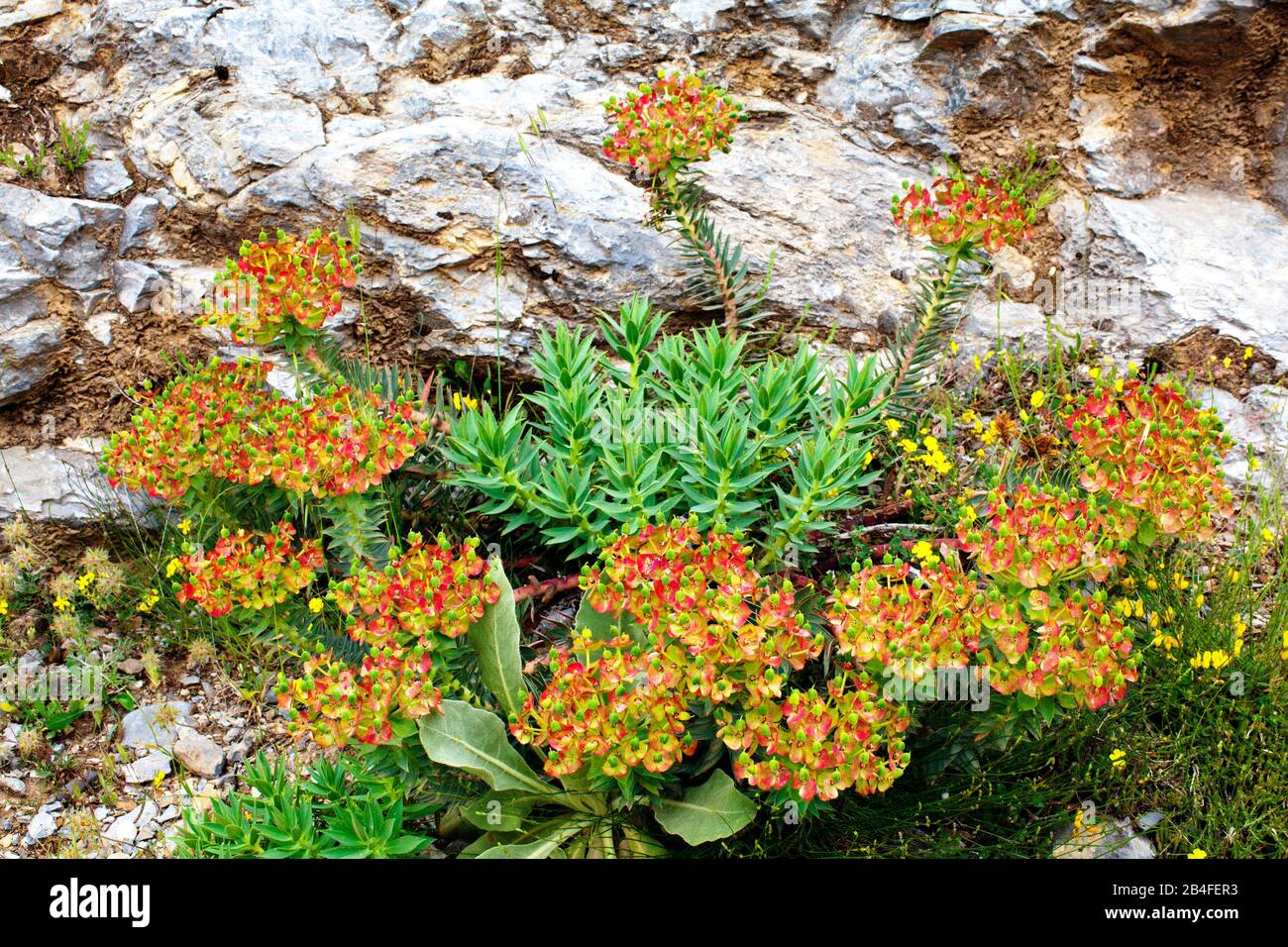 Mediterranean flora in the spring in the mountains of the Peloponnese ...