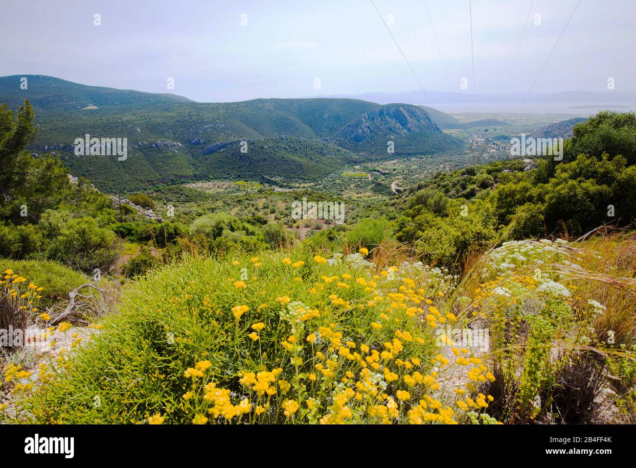 Peloponnese greece forest hi-res stock photography and images - Alamy