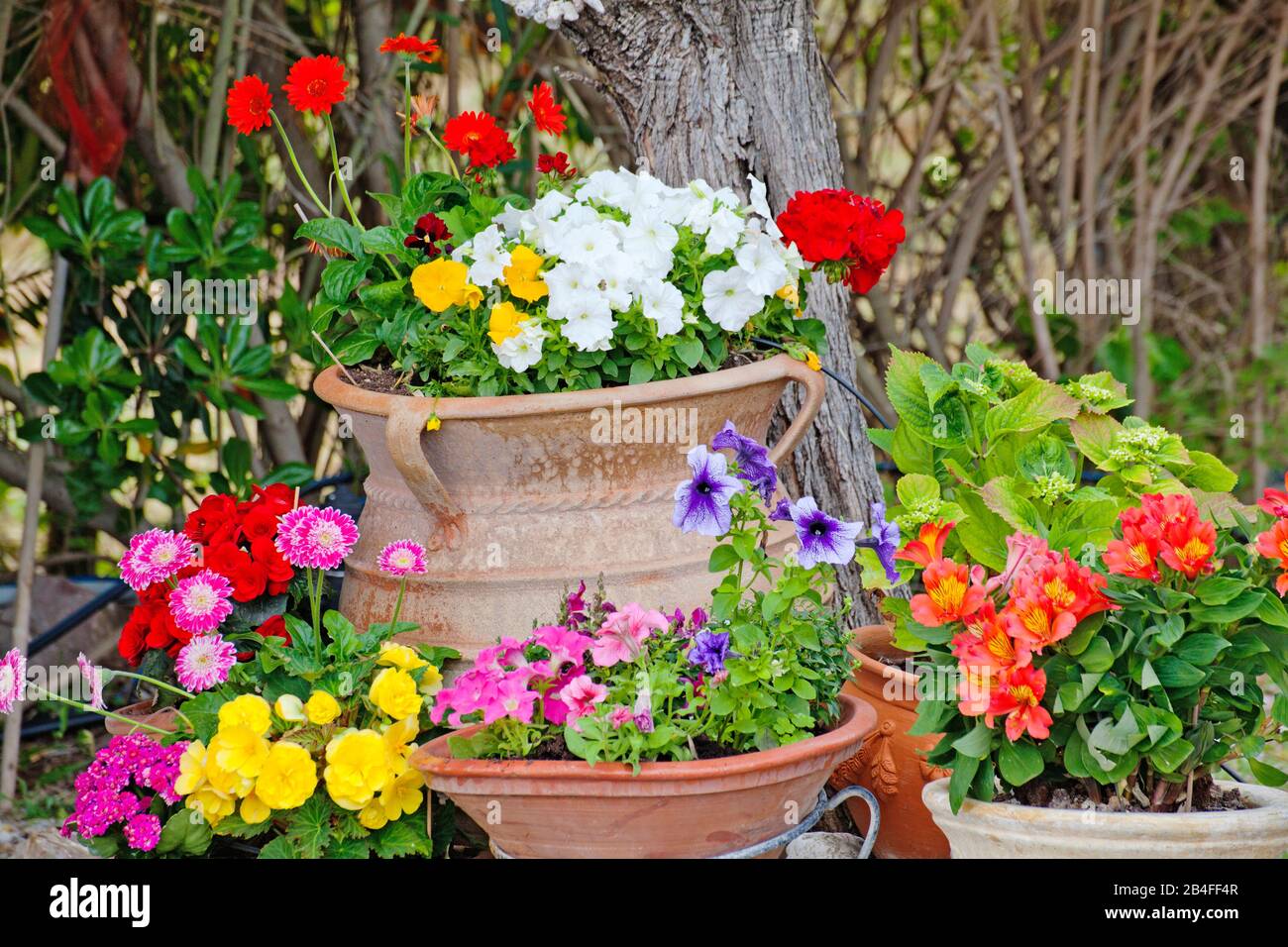 Flowers in tubs hi-res stock photography and images - Alamy