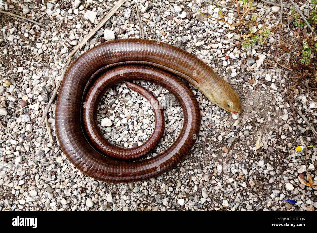 Dead crawfish hi-res stock photography and images - Alamy