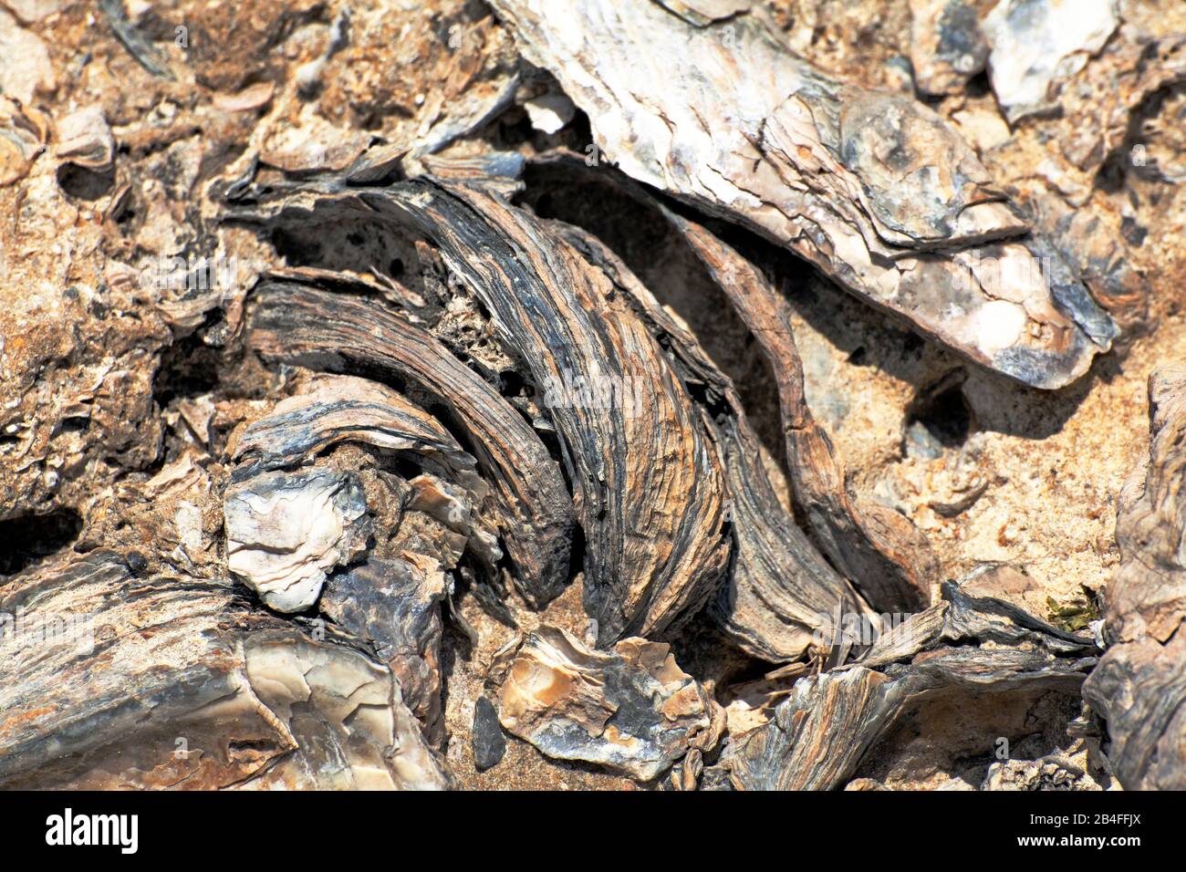 Fossilized oyster shells hi-res stock photography and images - Alamy