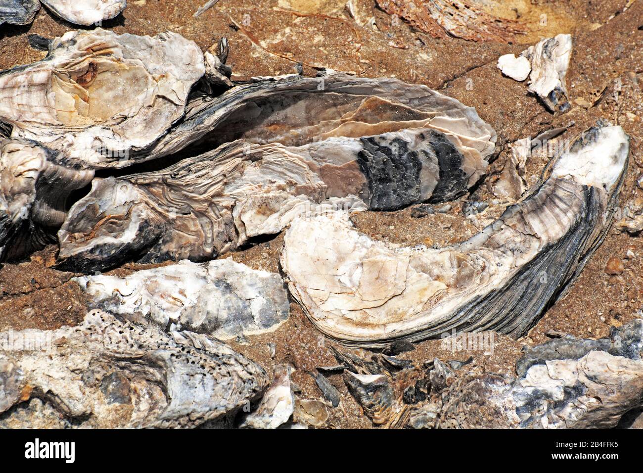 Fossilized structures hi-res stock photography and images - Alamy