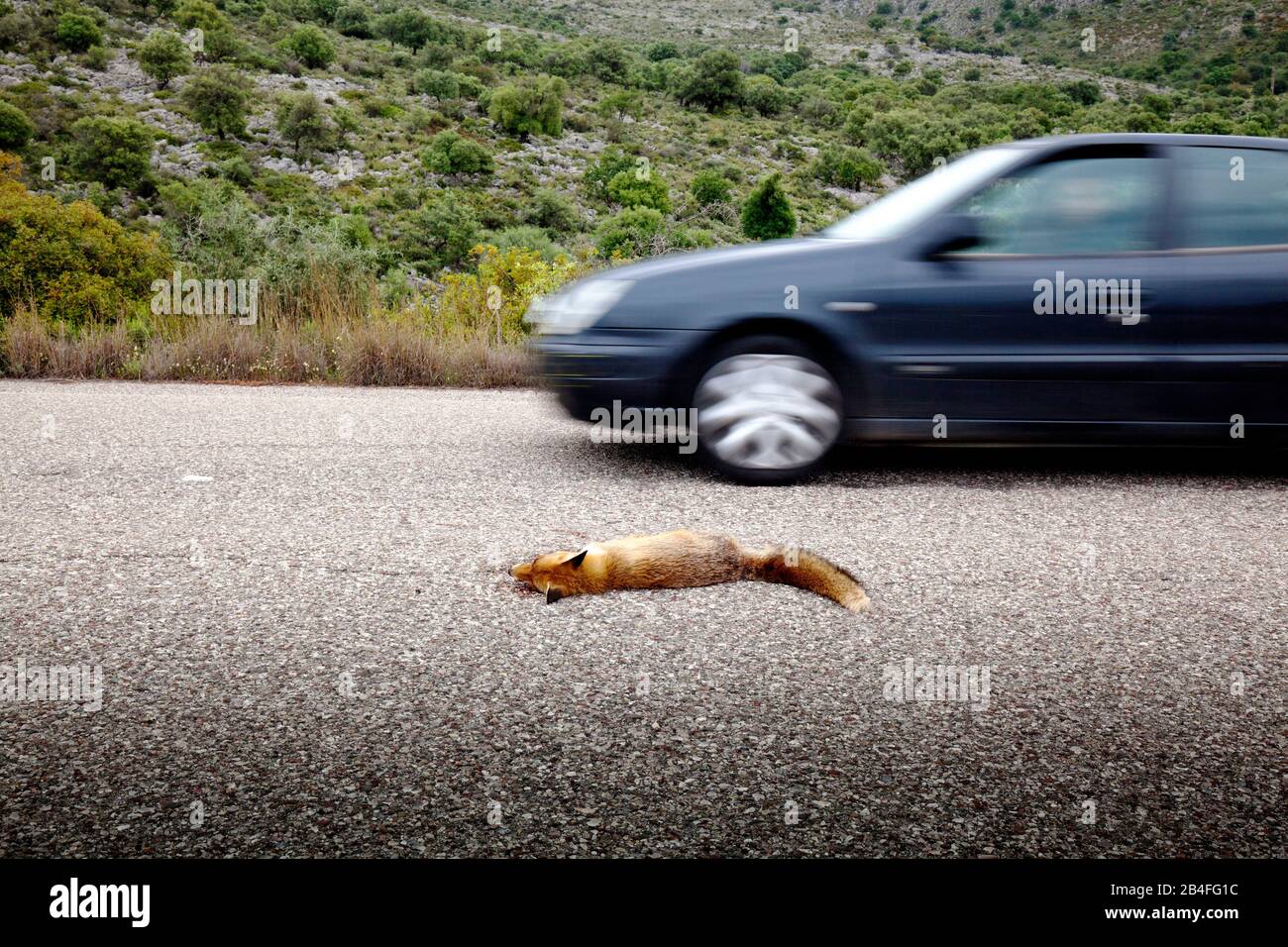 Run over fox lies on the highway hi-res stock photography and images ...