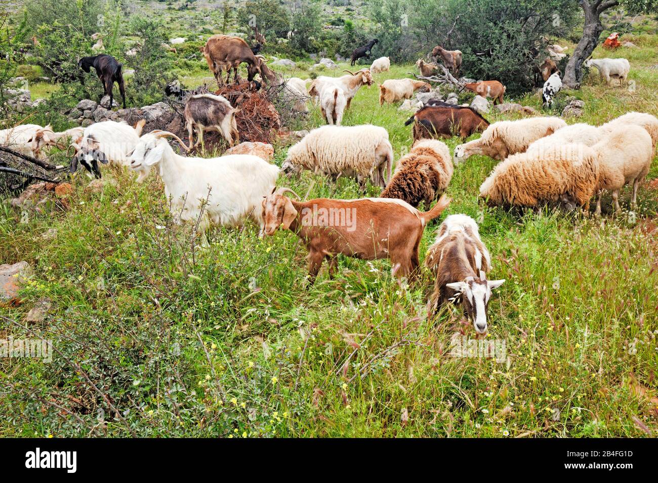 Peloponnese herd of goats hi-res stock photography and images - Alamy