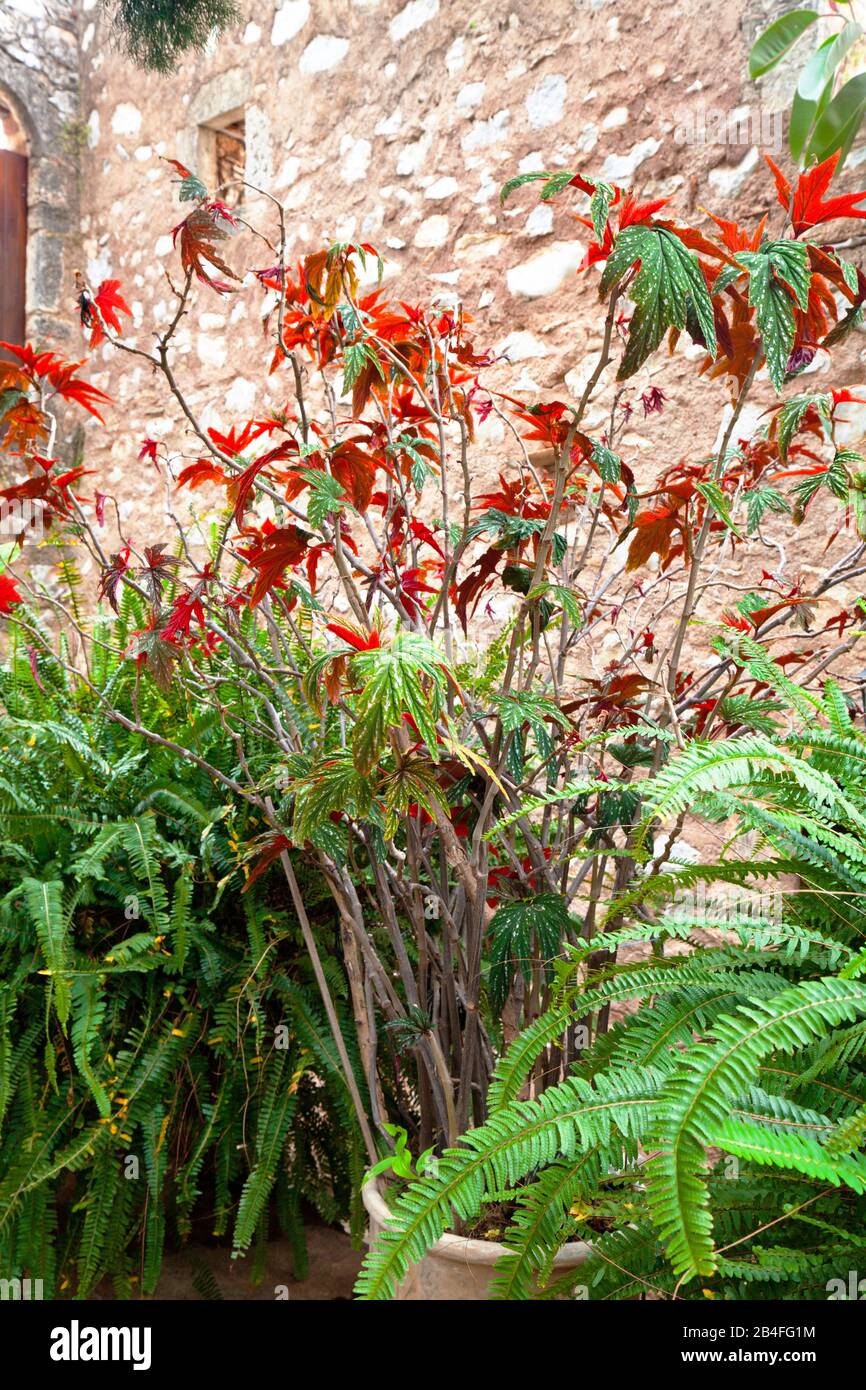 Mediterranean flora in Moni Agnountos Monastery, Peloponnese, Greece ...