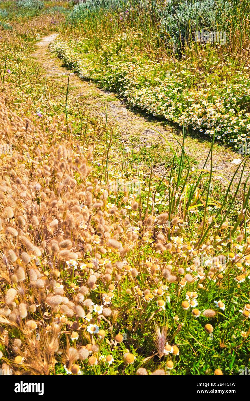 Typical flower hi-res stock photography and images - Alamy