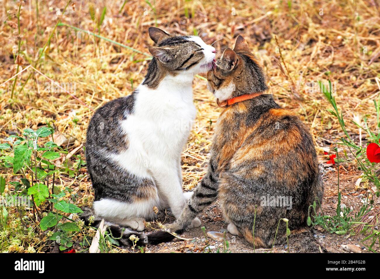 Tabby cat and tricolor lucky cat in cat washing hi-res stock ...