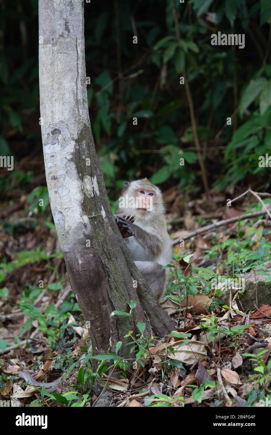 Thai Macaque High Resolution Stock Photography and Images - Alamy
