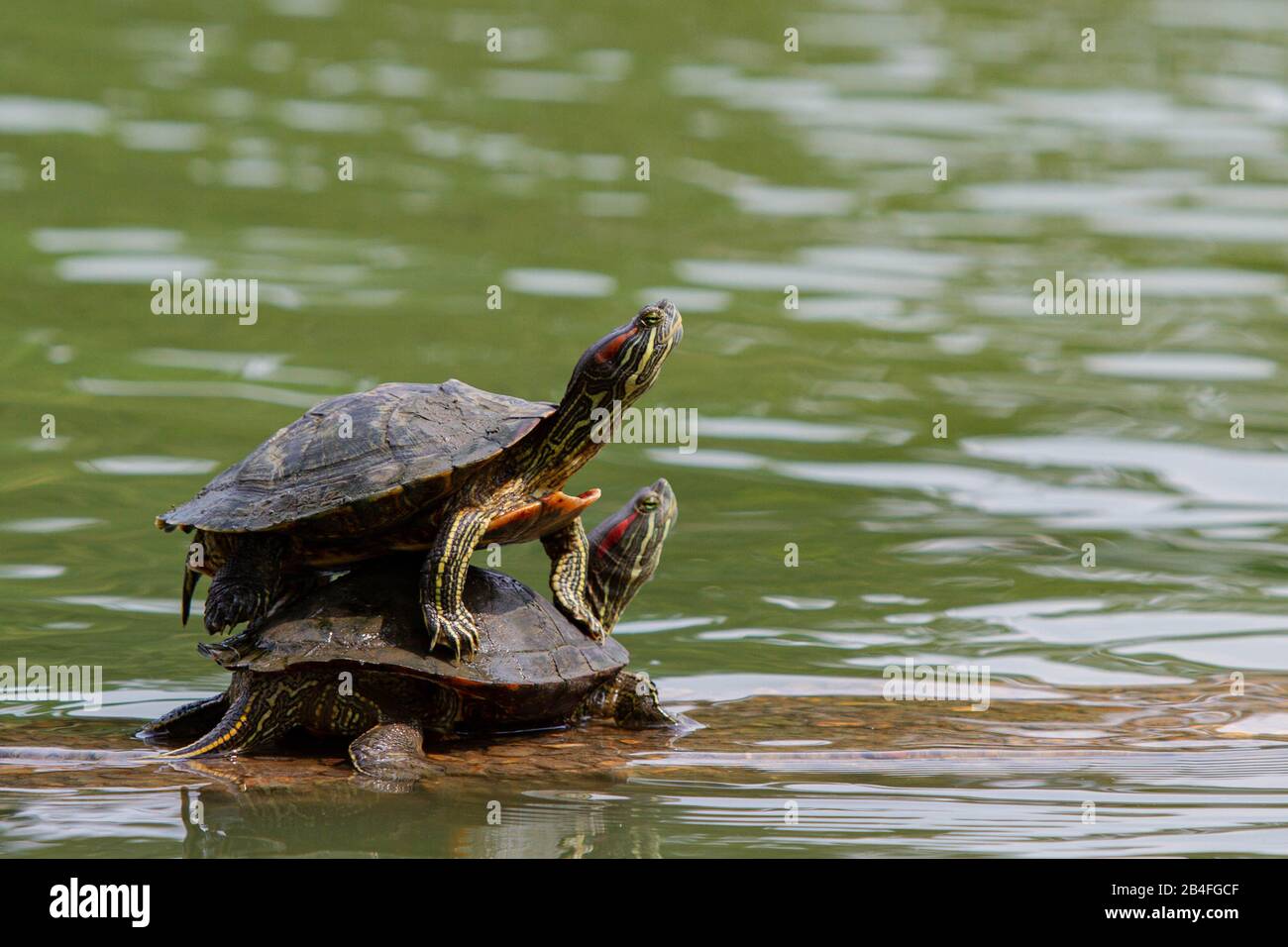 Two Turtles in Thailand Stock Photo - Alamy