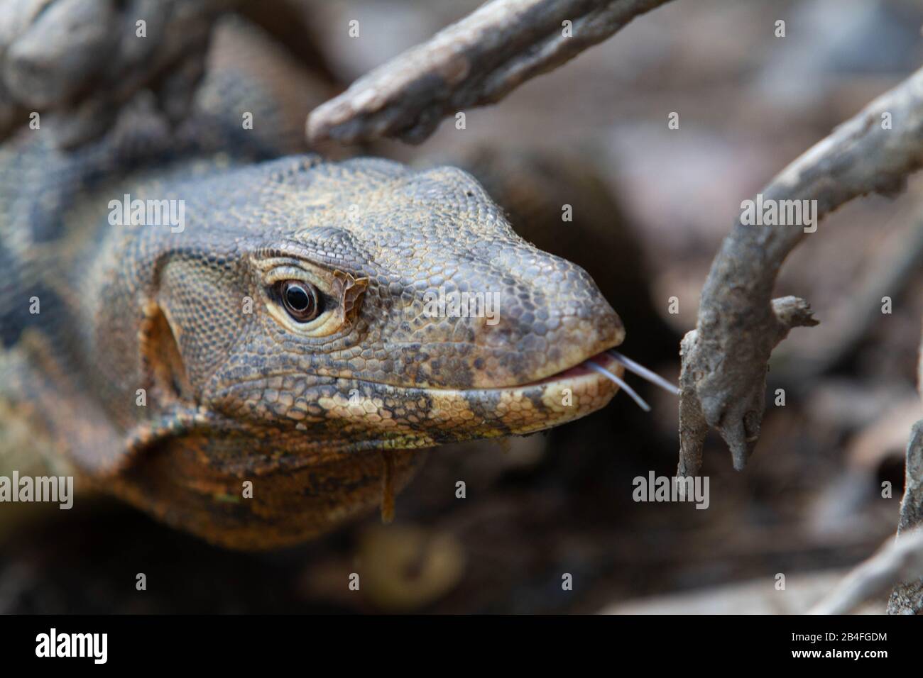 Common water monitor hi-res stock photography and images - Alamy