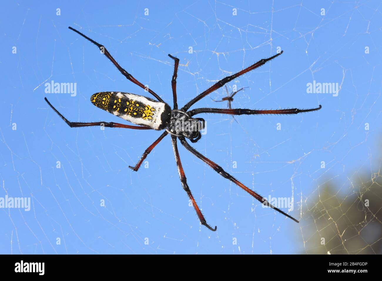 Nephila inaurata inaurata hi-res stock photography and images - Alamy