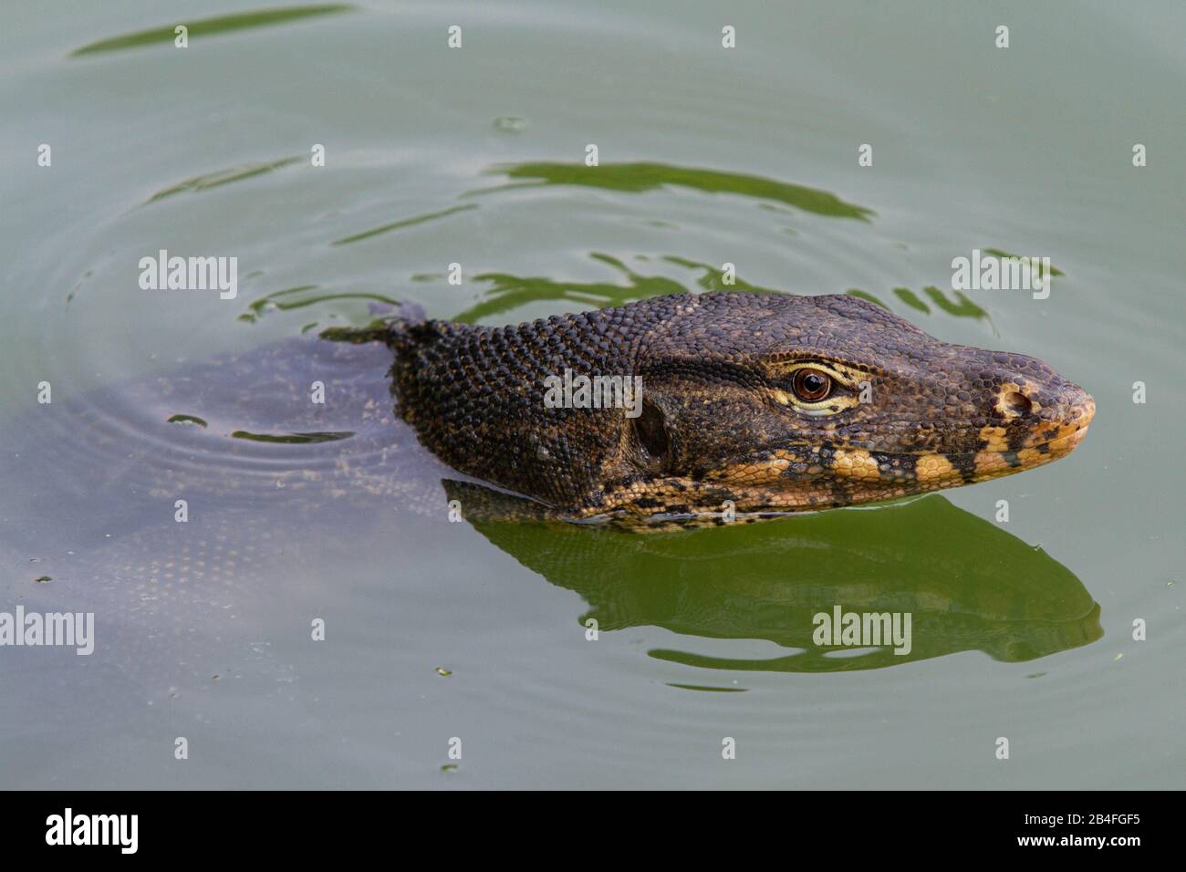 Common water monitor hi-res stock photography and images - Alamy