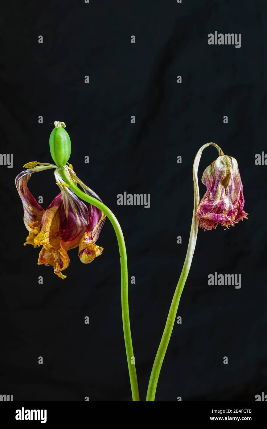 floral still life, tulip dance Stock Photo - Alamy