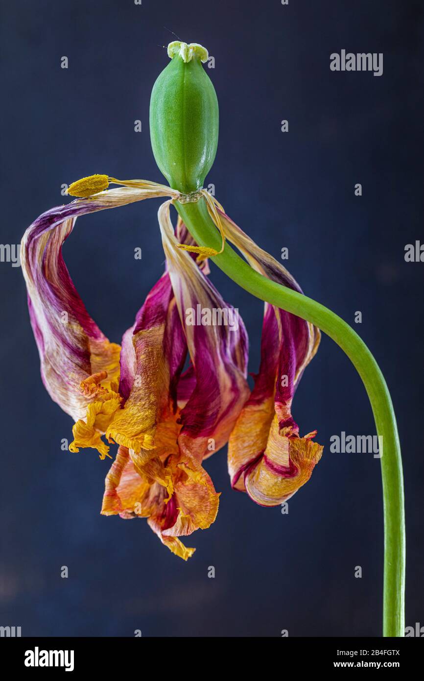 Stilllife photographs hi-res stock photography and images - Alamy