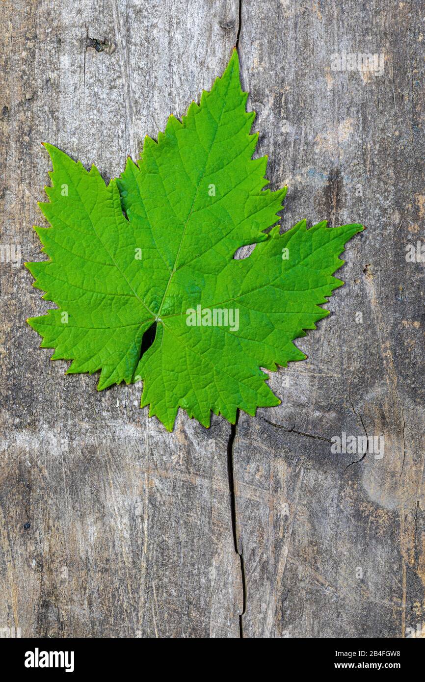 Vine on leaf hi-res stock photography and images - Alamy