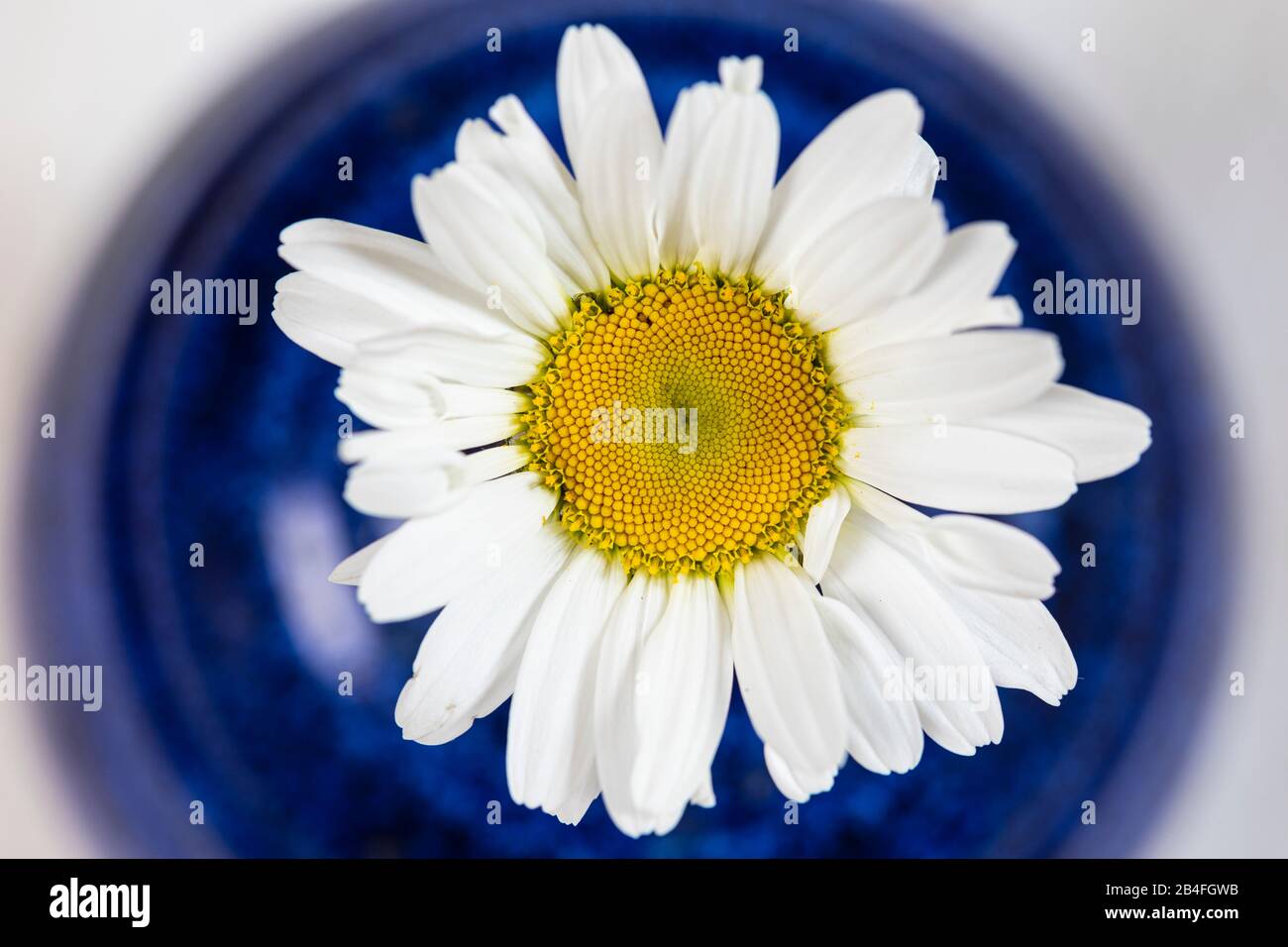 Marguerite Daisy Flower High Resolution Stock Photography and Images ...