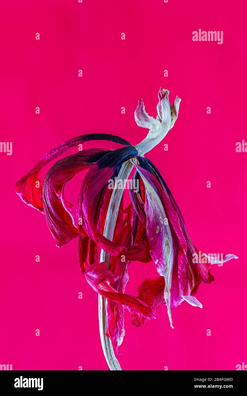 floral still life, tulip dance Stock Photo - Alamy