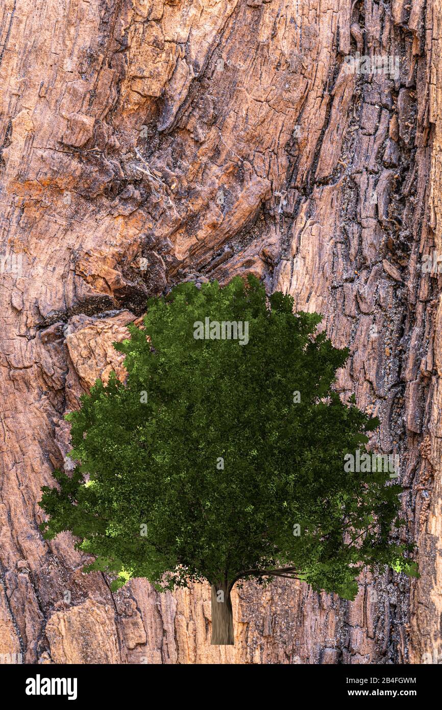 green tree on wood background [M] Stock Photo - Alamy